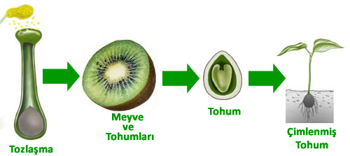 Tohumlar Ne İşe Yarar?